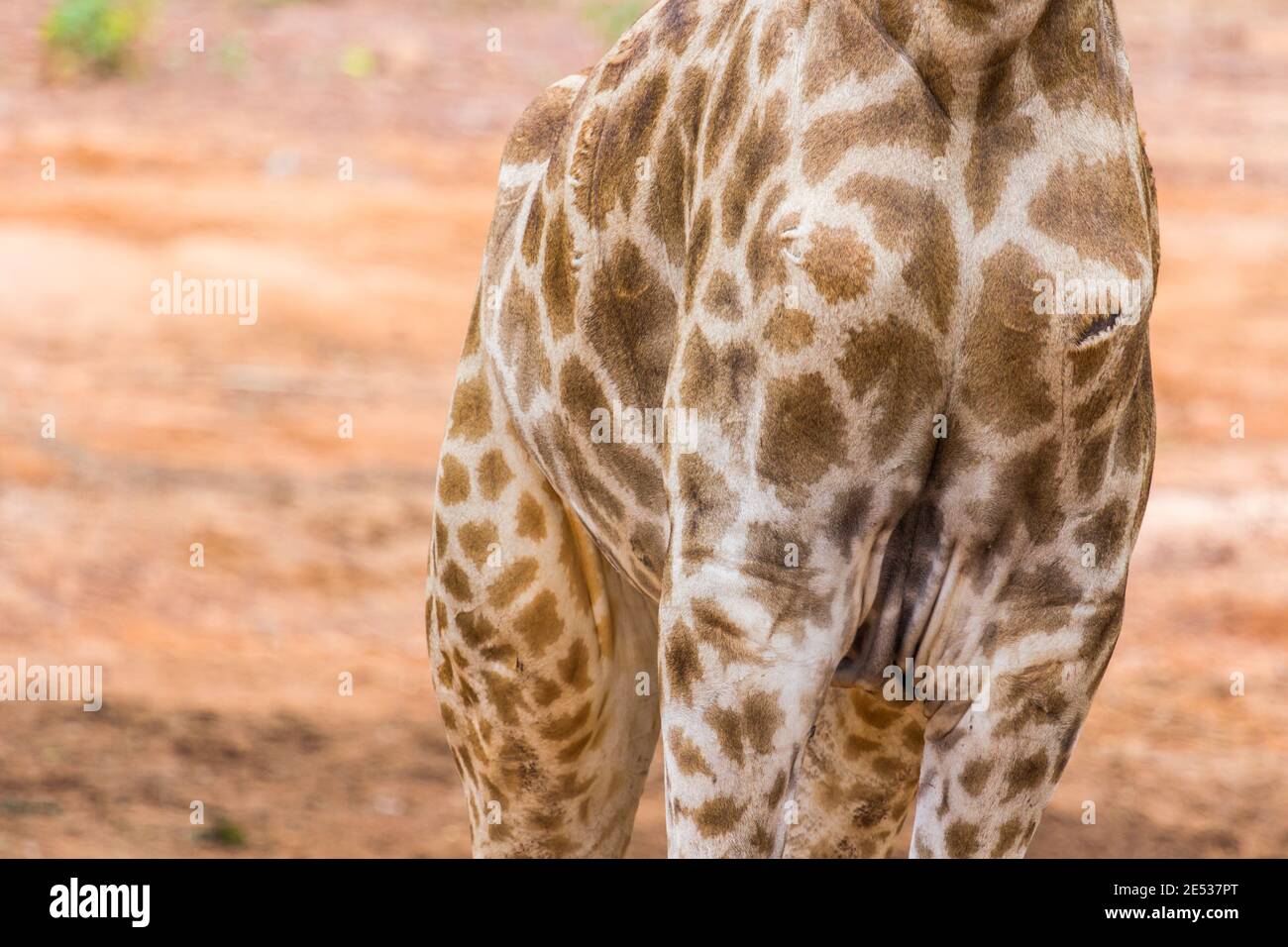 Whole body giraffe hi-res stock photography and images - Alamy