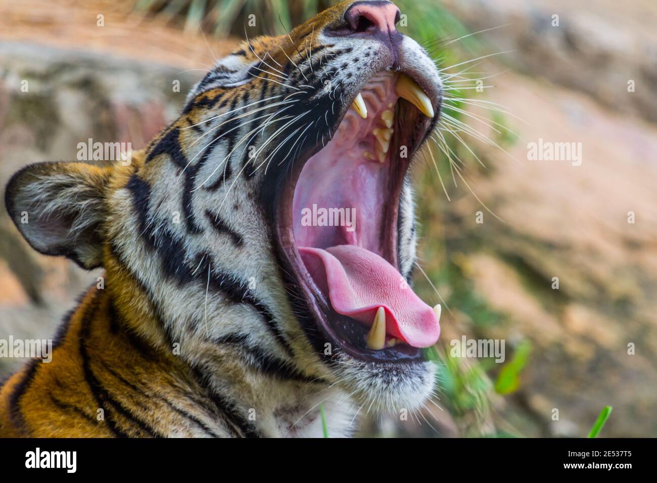Teeth and tongue Royal Bengal tiger,Nature Stock Photo - Alamy