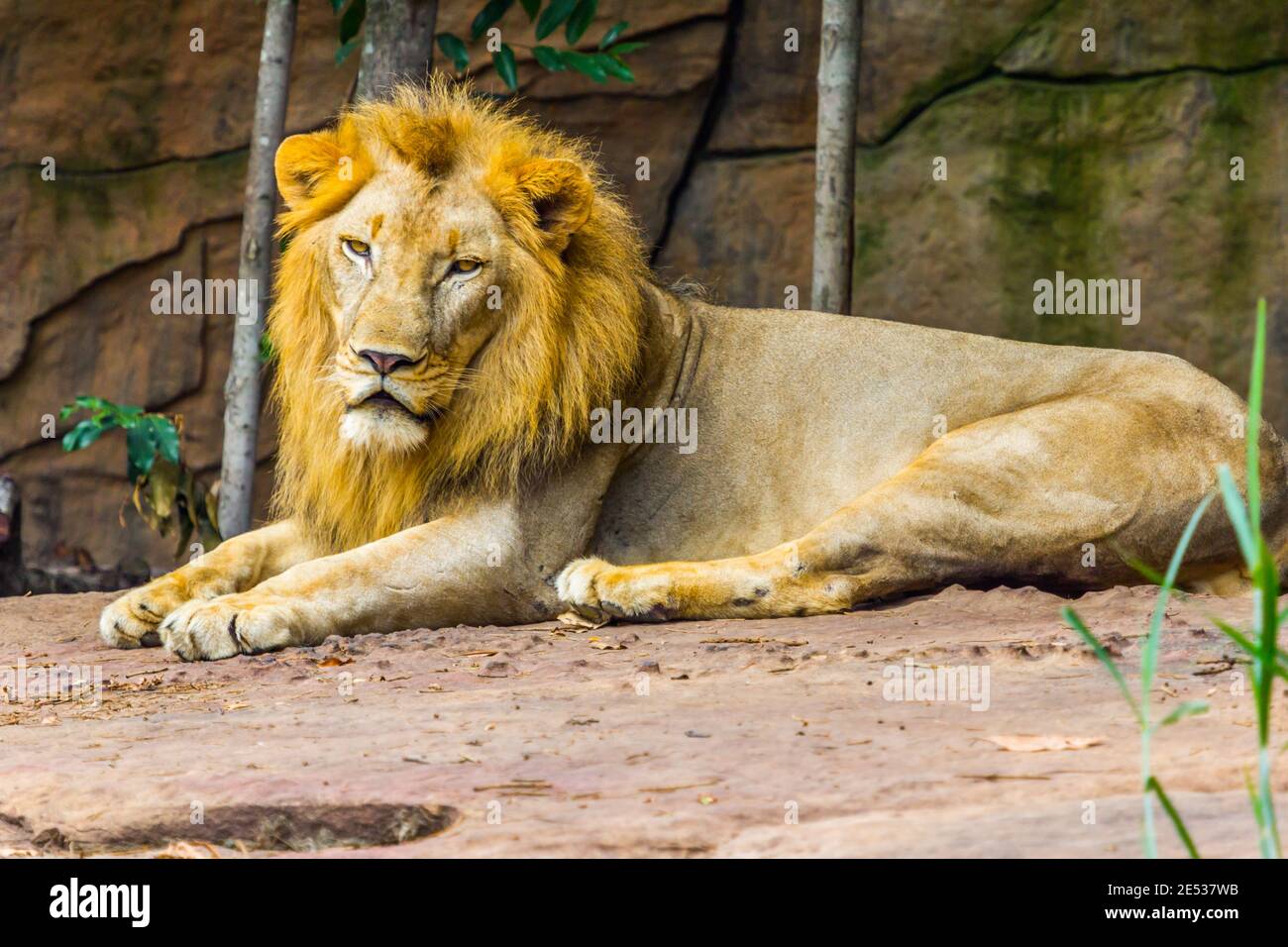 Big lion lying on the rock, Nature Stock Photo - Alamy