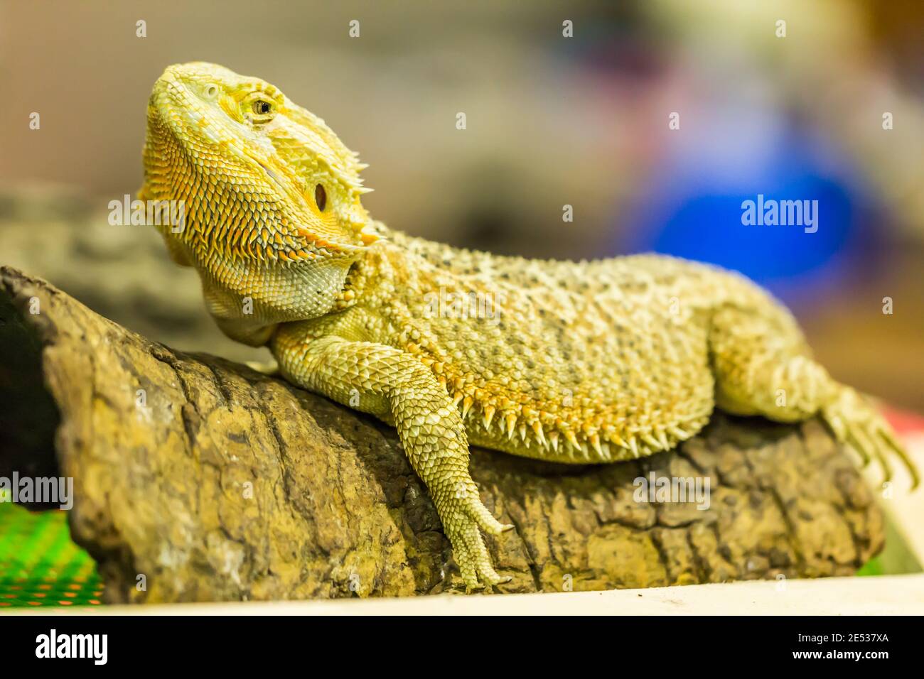 bearded dragon (agama, Pogona vitticeps) lizard Bioexo Stock Photo - Alamy