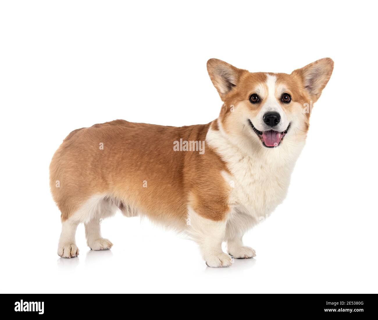 young Pembroke Welsh Corgi in front of white background Stock Photo - Alamy