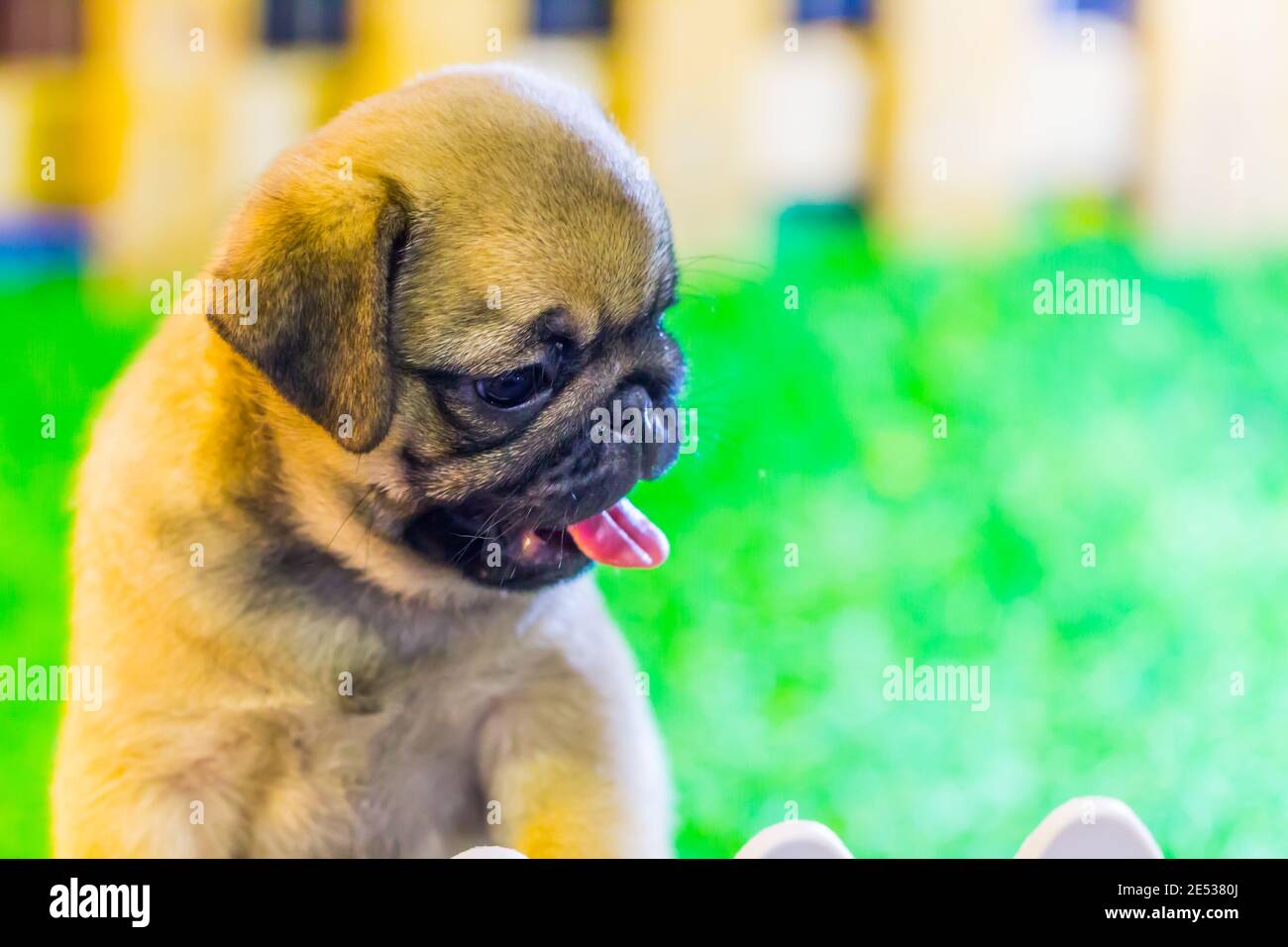 Baby pug hi-res stock photography and images - Alamy