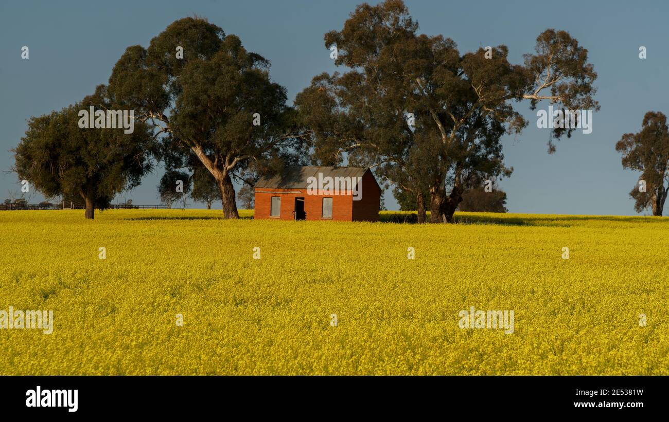 Derelict brick shack in a field of golden canola Stock Photo - Alamy