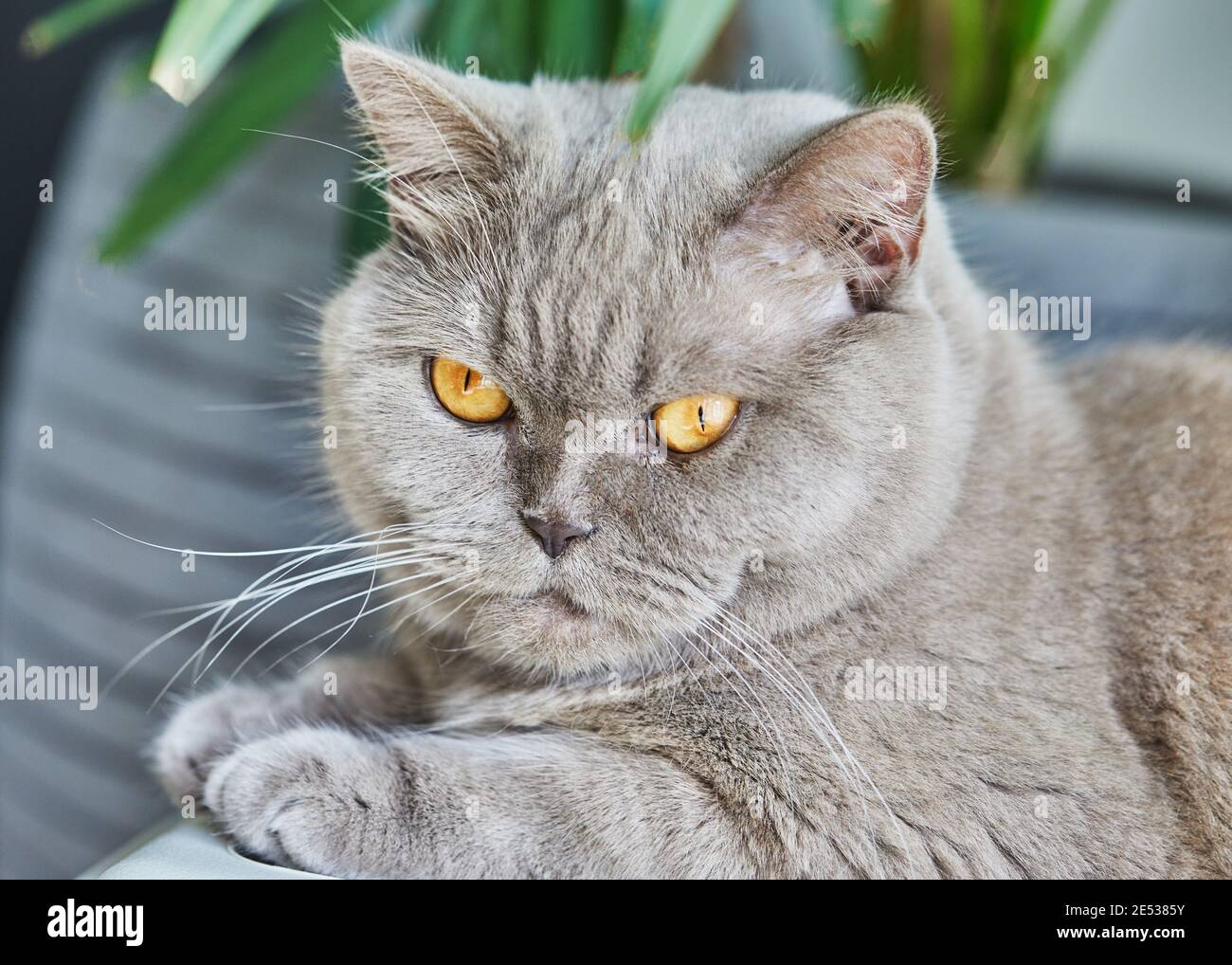 Cute purebred hi-res stock photography and images - Alamy