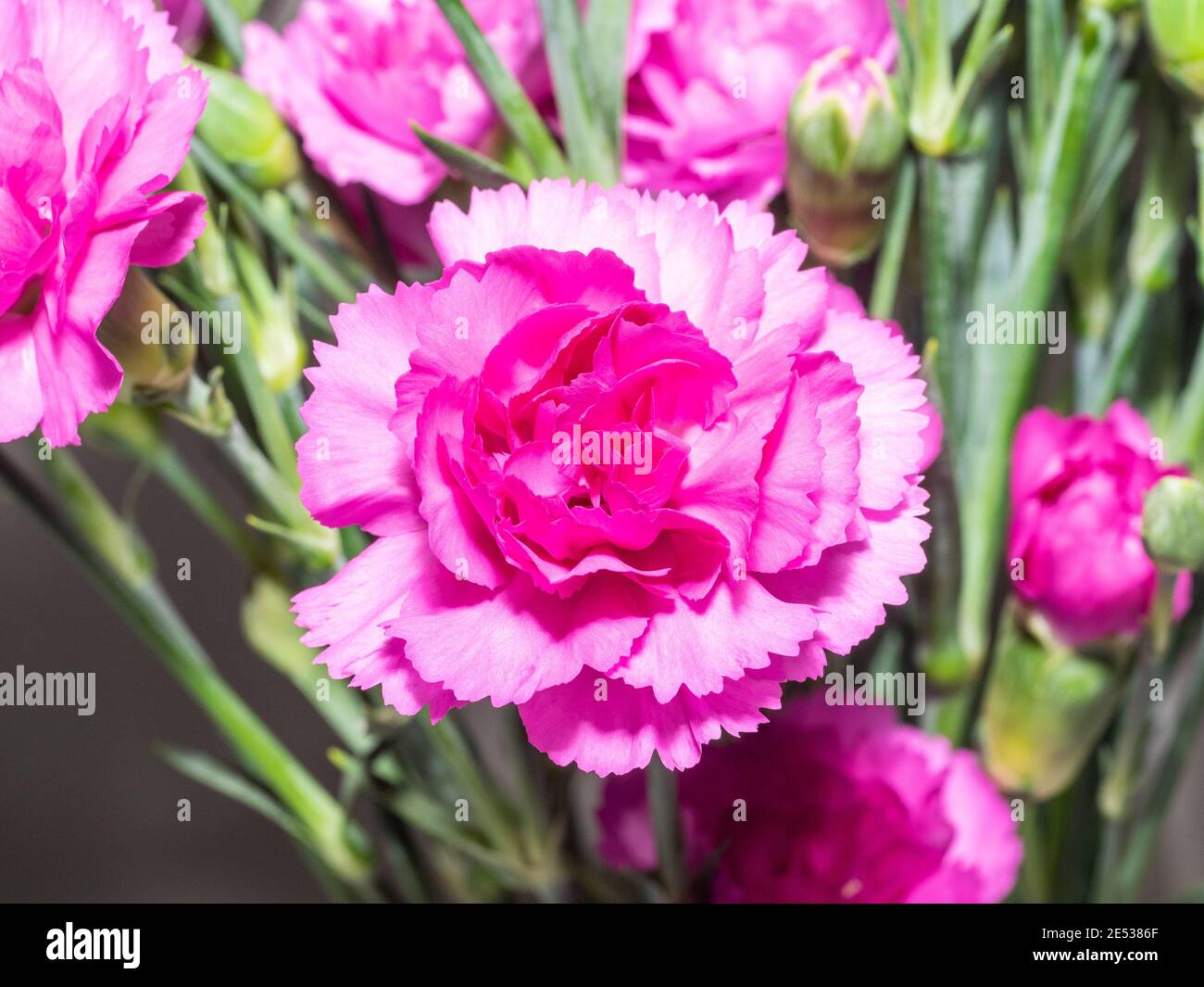 Carnation (Dianthus caryophyllus) is a species of Dianthus. Dianthus ...