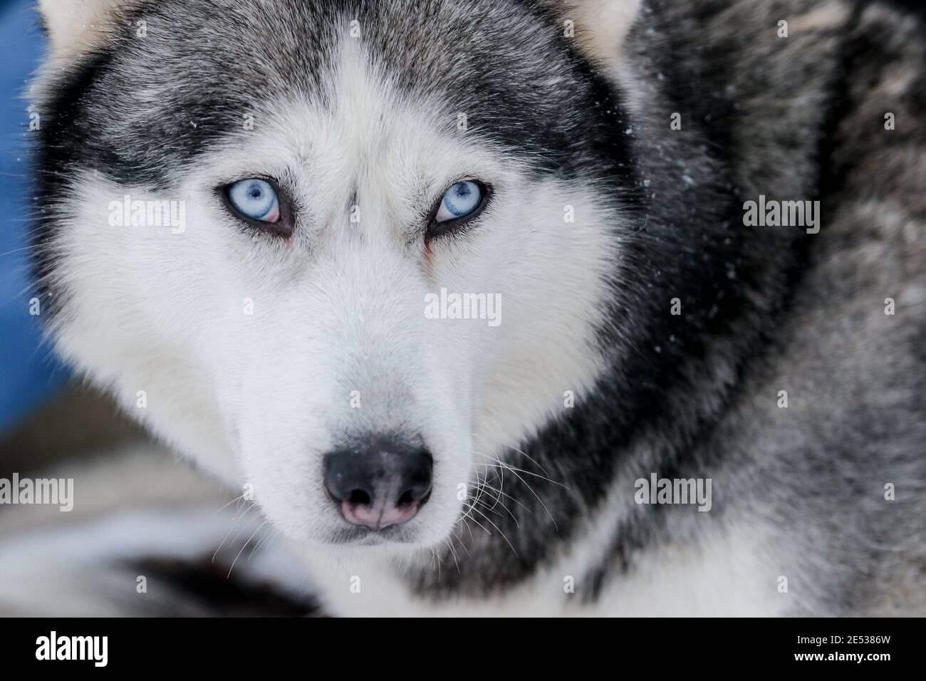 Portrait of a Siberian husky, friendship forever. Pet. Husky Stock ...