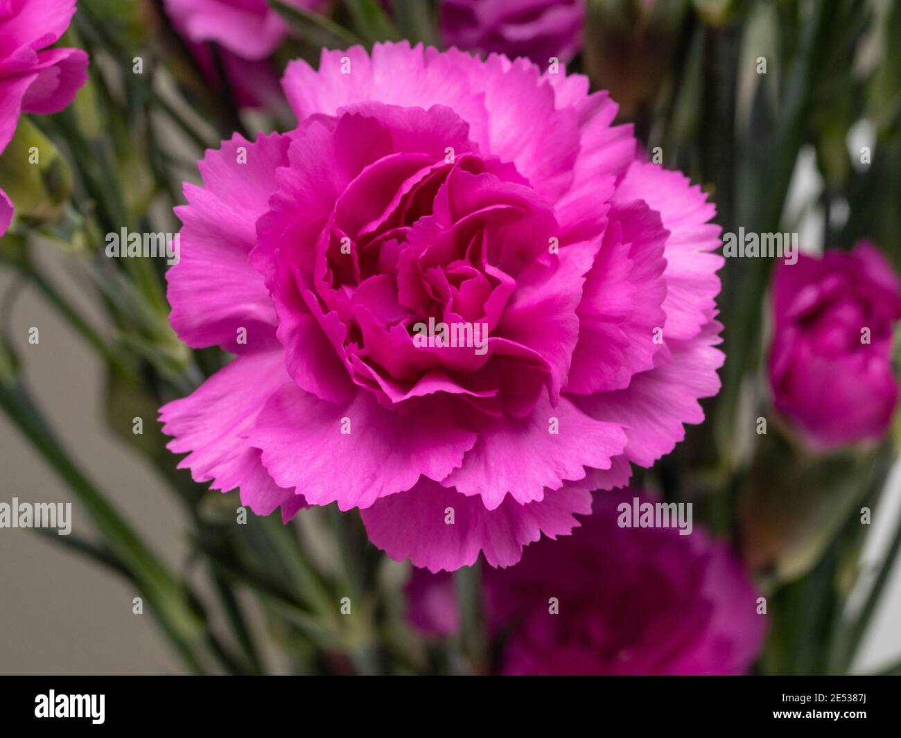 Carnation (Dianthus caryophyllus) is a species of Dianthus. Dianthus ...