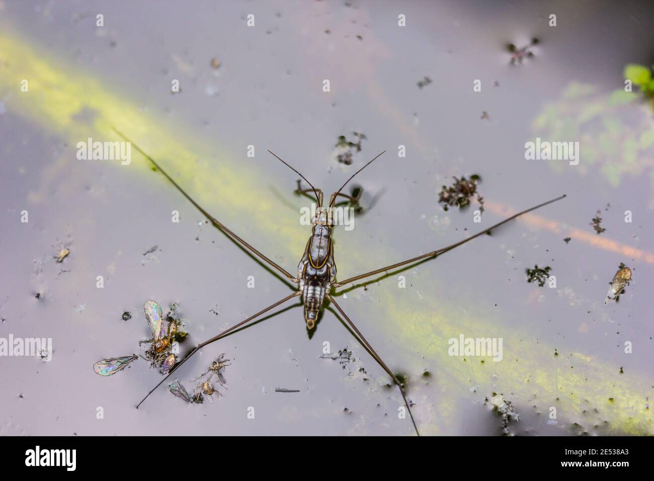 Water strider isolated hi-res stock photography and images - Alamy