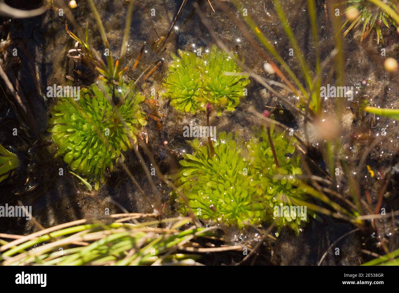 Some rosettes of Genlisea aurea (a Corkscrew plant) growing in the ...