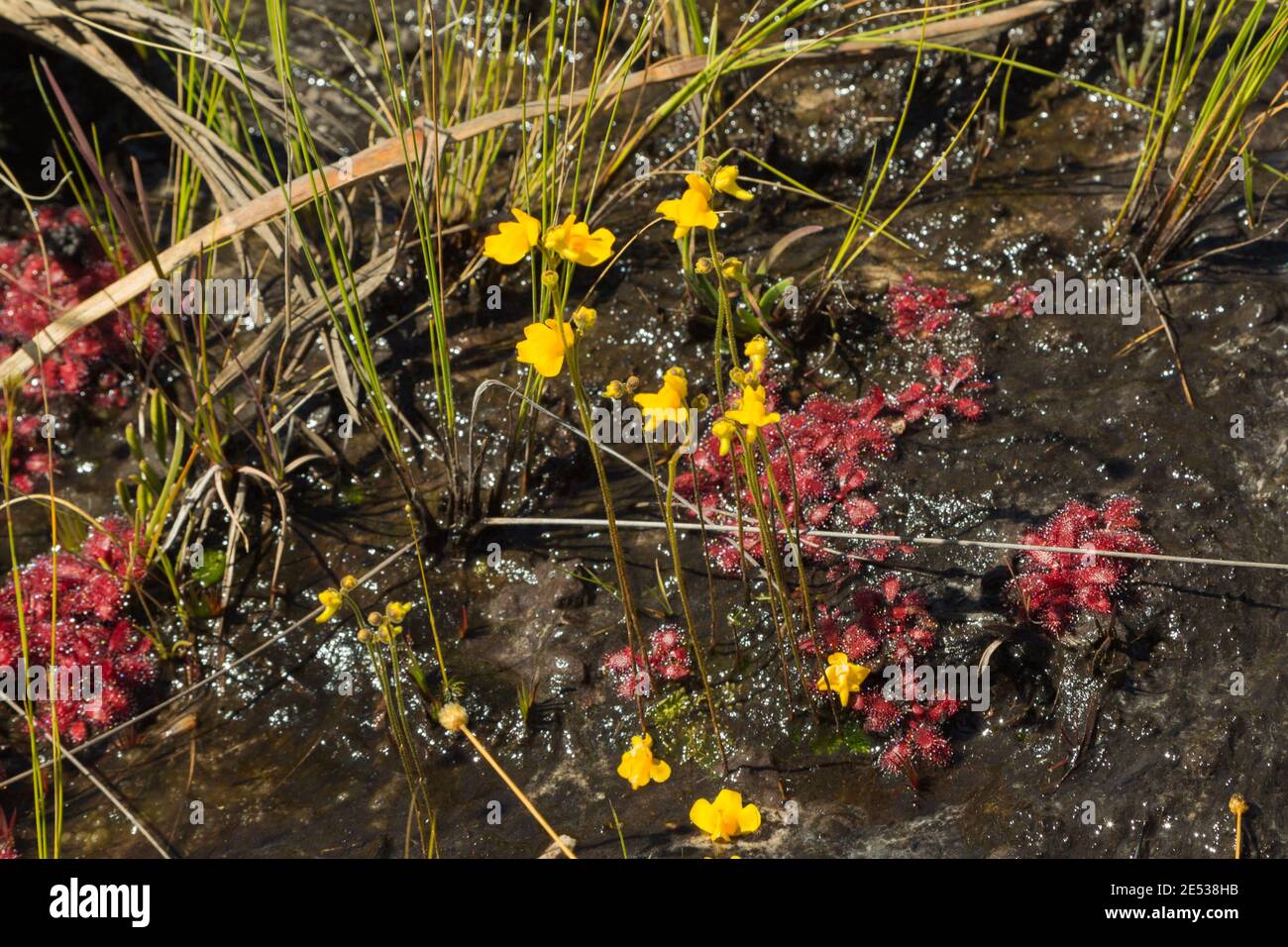 Savanna plants hi-res stock photography and images - Alamy