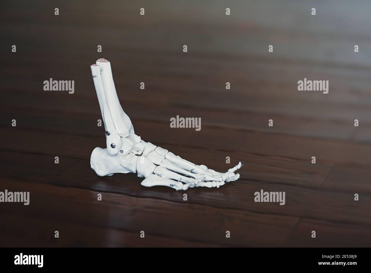 A plastic model of a human skeleton foot stands on a floor Stock Photo ...