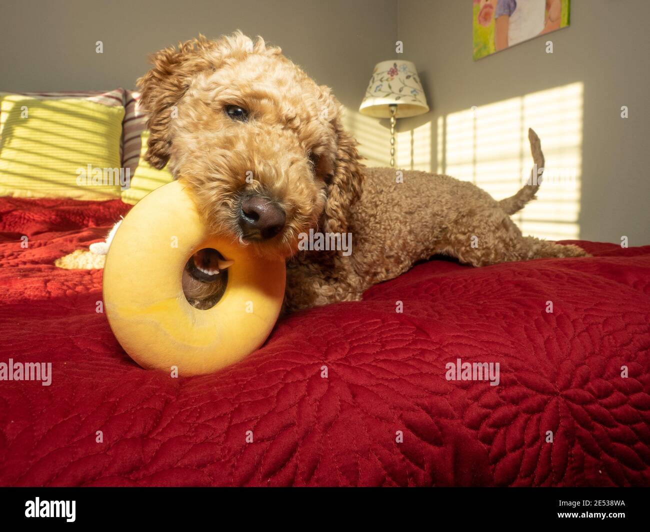 Australian Labradoodle is a mix between the Labrador Retriever, Poodle ...