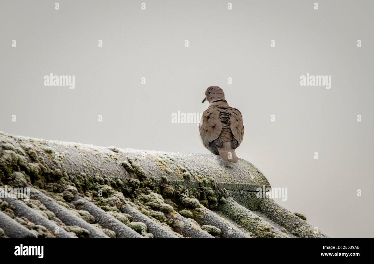 Puffed up dove hi-res stock photography and images - Alamy