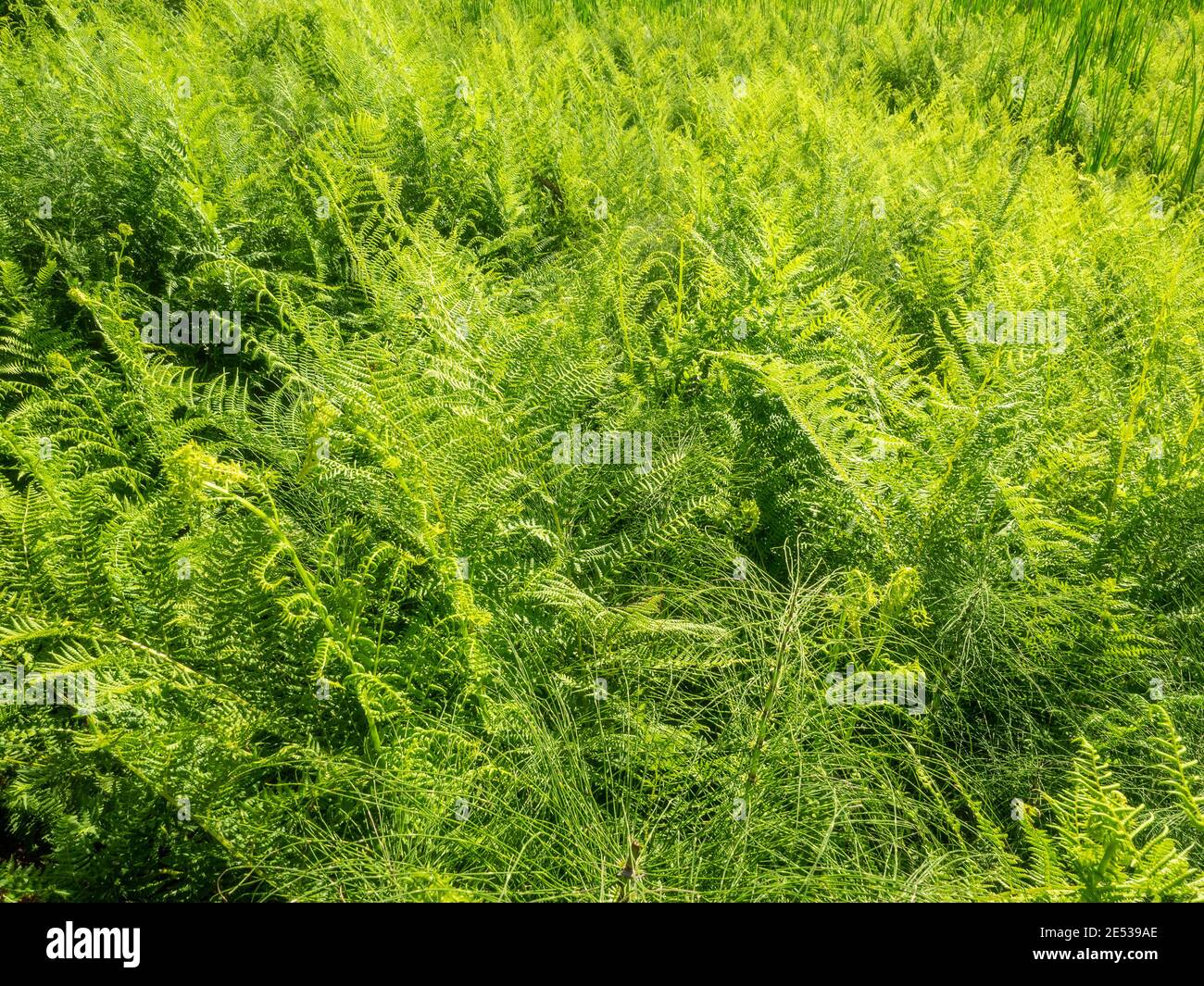 Common lady-fern (Athyrium filix-femina) is a large, feathery species ...