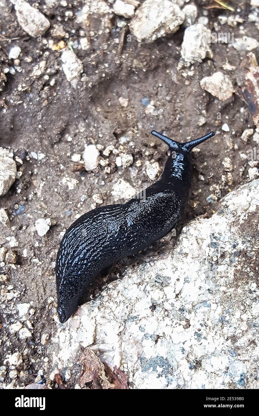 Close-up image of a big black slugs in Tian Shan nature. Arion Ater L ...