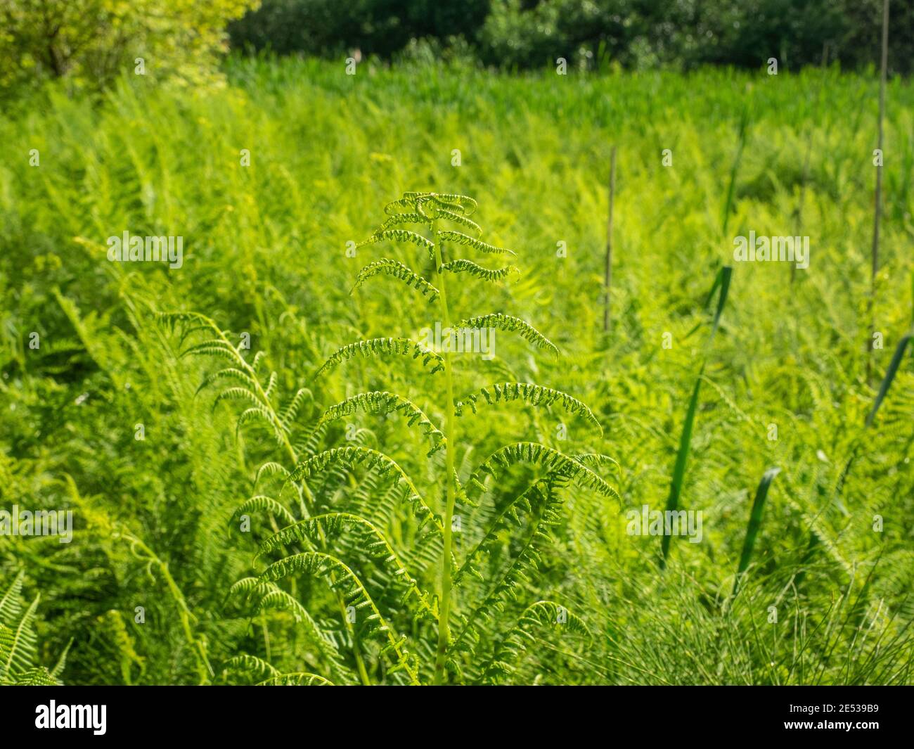 Common lady-fern (Athyrium filix-femina) is a large, feathery species ...