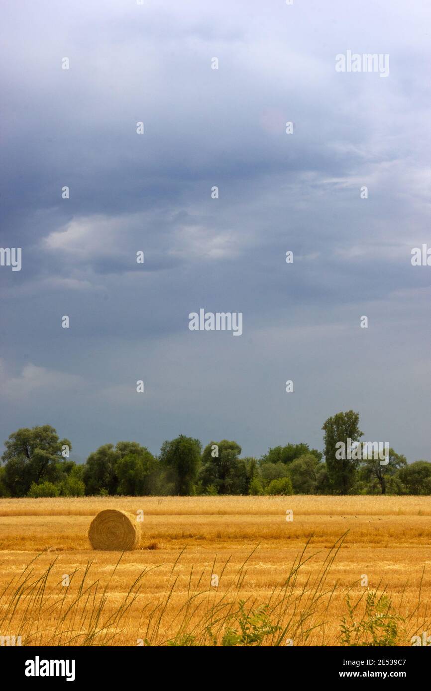 Agriculture farm field haystack calm landscape. Harvesting time on an ...