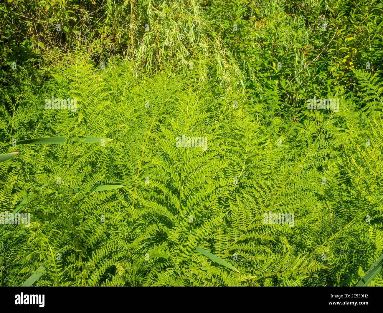 Common lady-fern (Athyrium filix-femina) is a large, feathery species ...