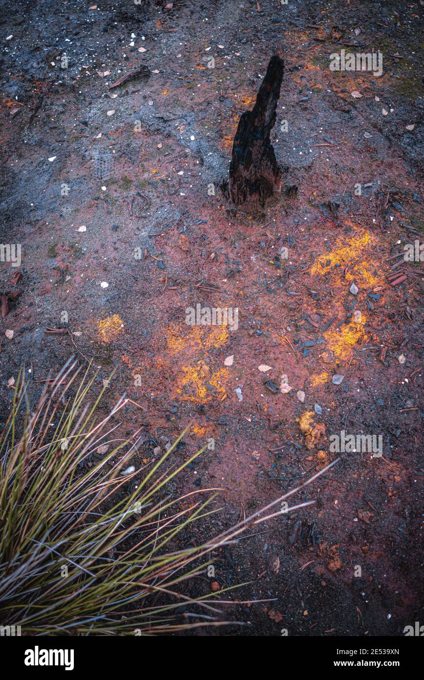 Closeup vertical shot of remains of fire ashes on a forest ground Stock ...