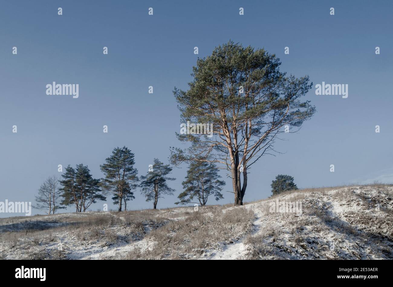 Row of pine trees. Winter scene Stock Photo - Alamy