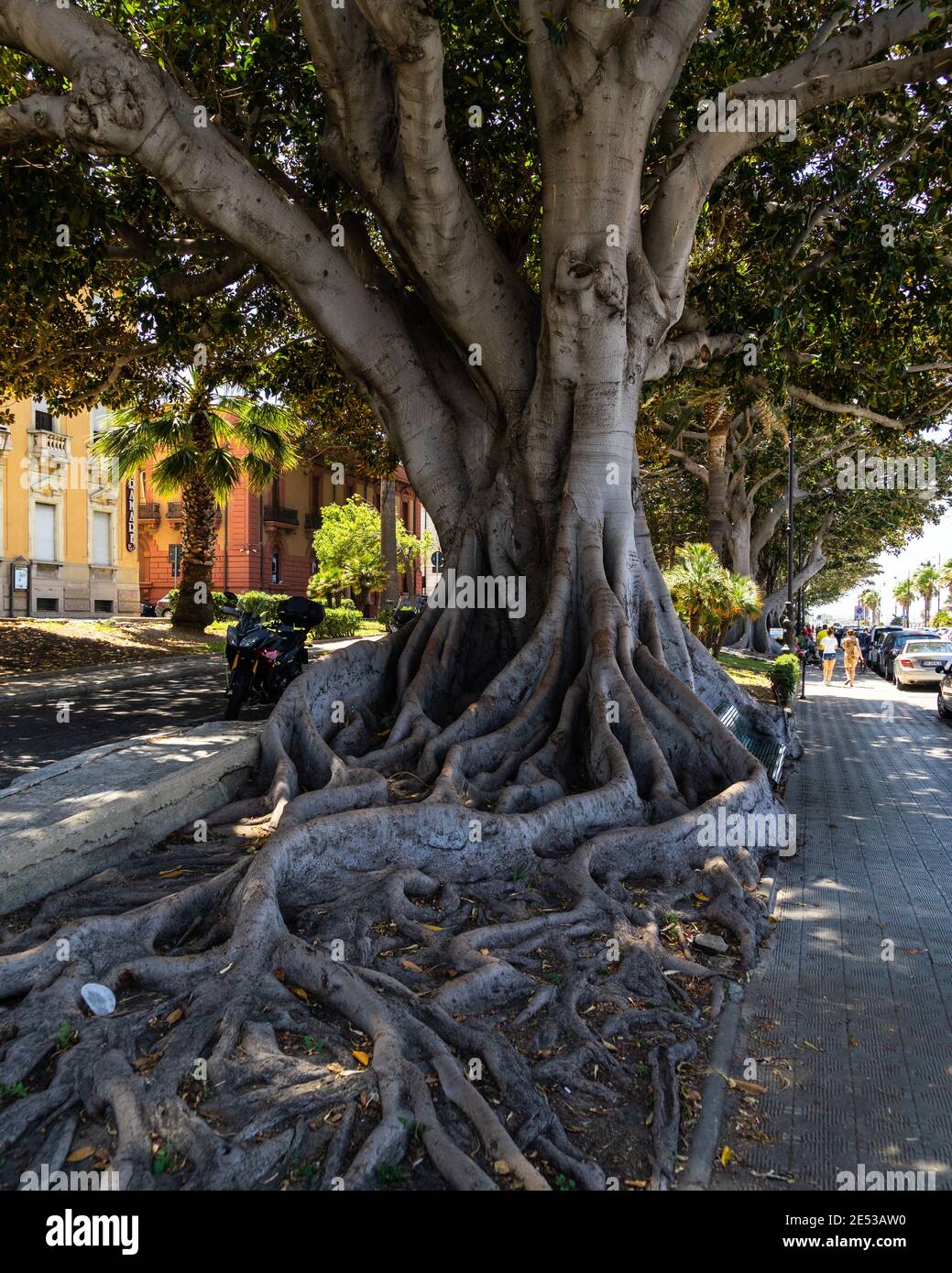 A secular plant (Ficus macrophylla) lined along Reggio Calabria seaside ...