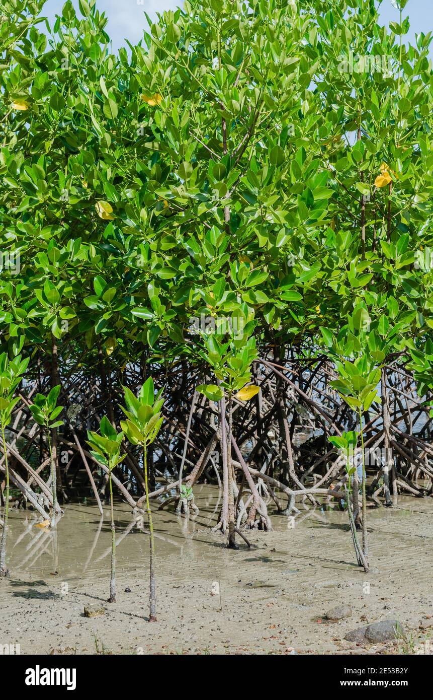 The Mangrove Tree (botanical name is Rhizophora Mangle) at Sea Shore ...