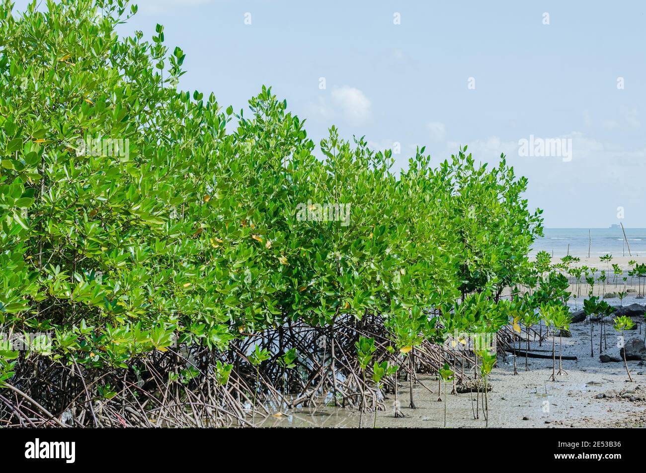 The Mangrove Tree (botanical name is Rhizophora Mangle) at Sea Shore ...