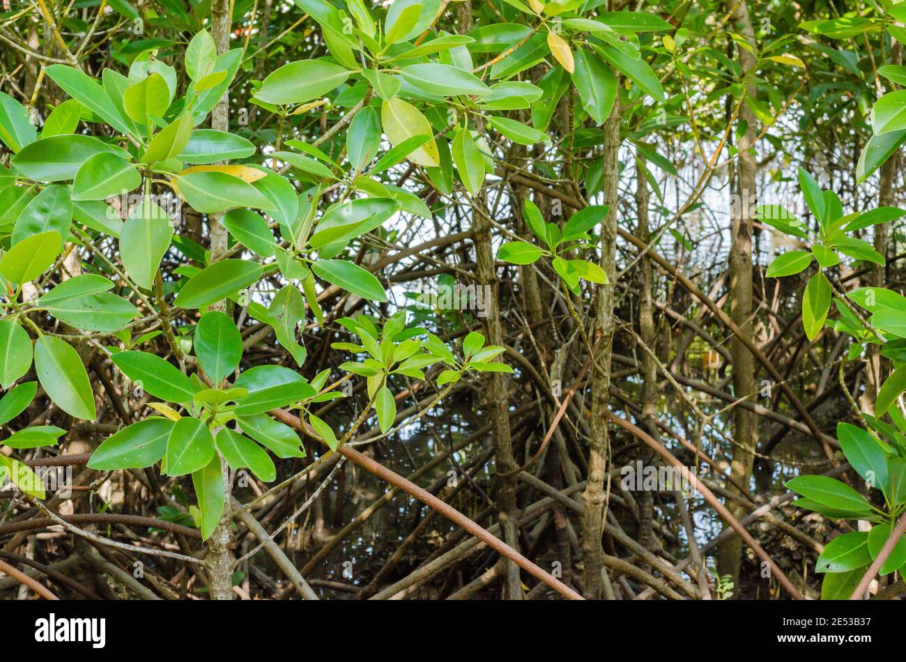 The Mangrove Tree (botanical name is Rhizophora Mangle) at Sea Shore ...