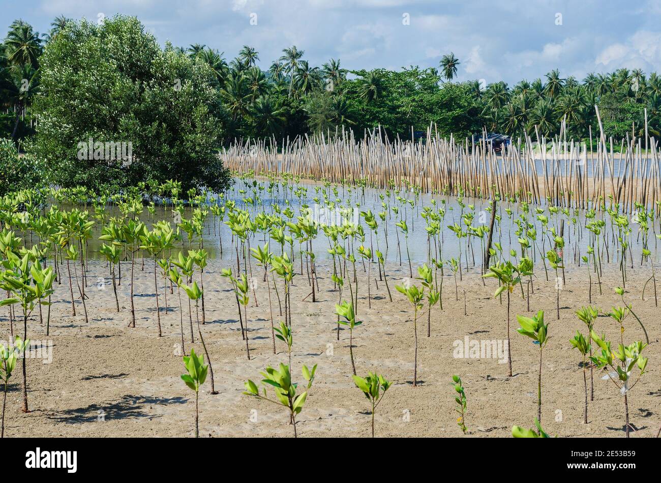 The Mangrove Tree (botanical name is Rhizophora Mangle) at Sea Shore ...