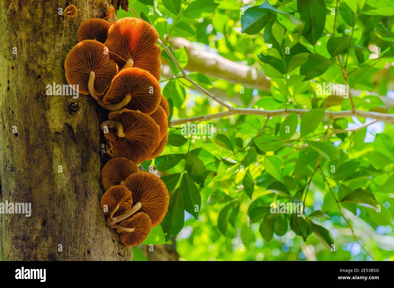Brown Fungi is Growth on Top of Tree in the Tropical Forest Stock Photo ...