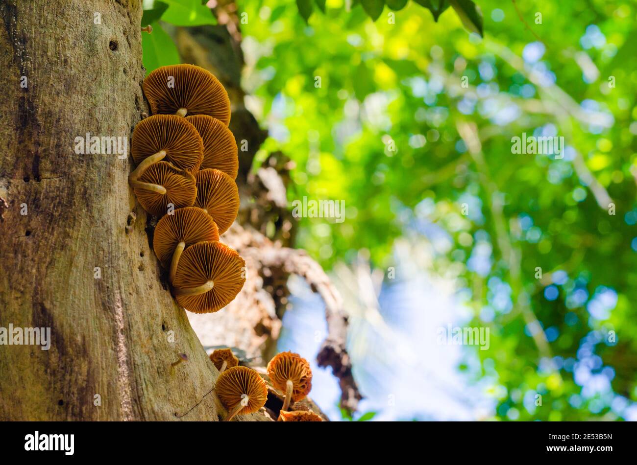 Brown Fungi is Growth on Top of Tree in the Tropical Forest Stock Photo ...