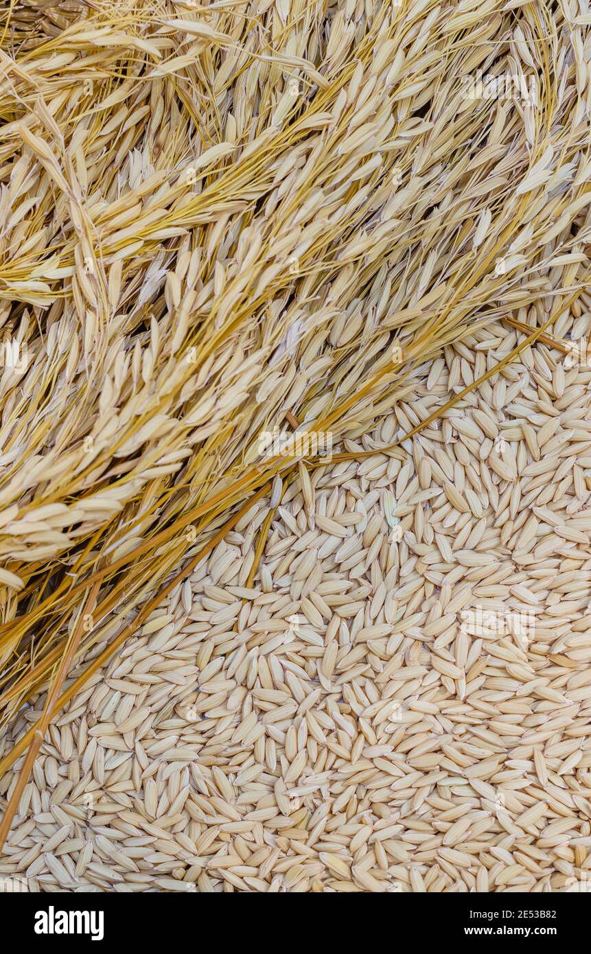 Organic Dried Paddy for Foodstuff Background Stock Photo - Alamy