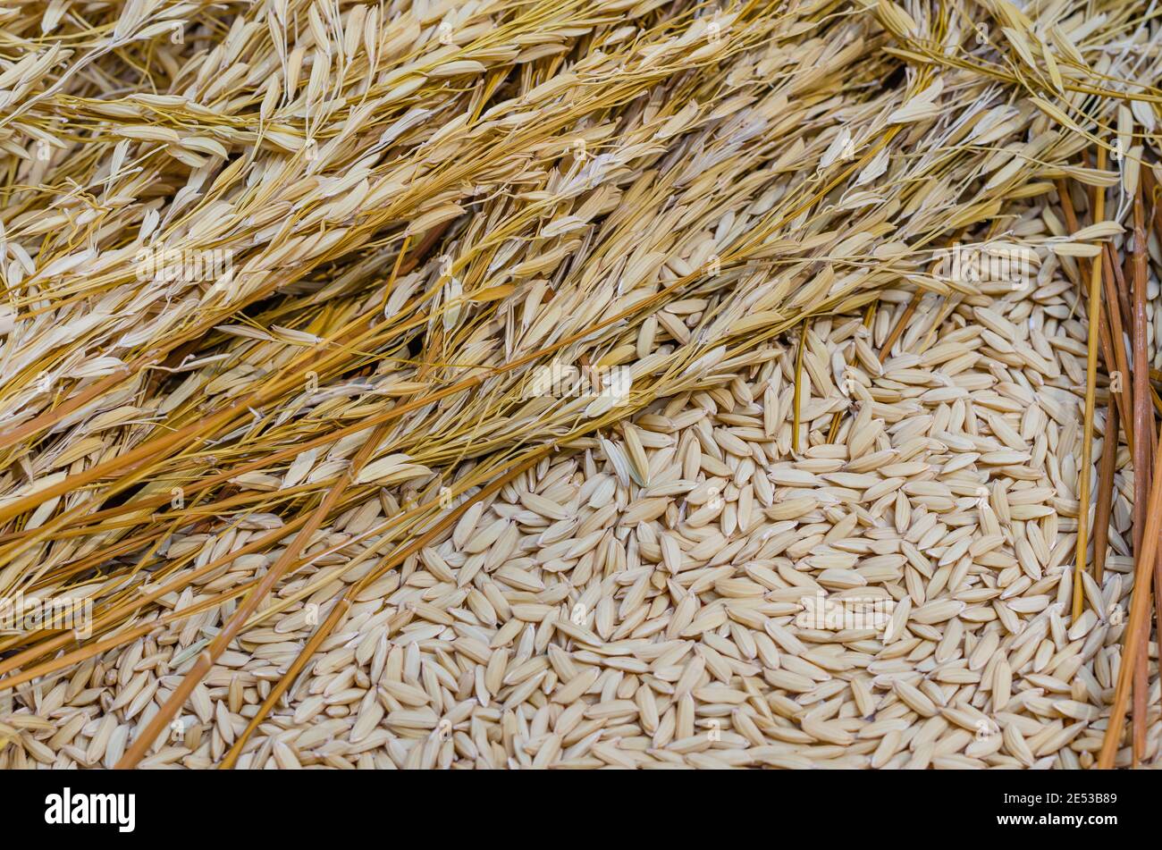 Organic Dried Paddy for Foodstuff Background Stock Photo - Alamy