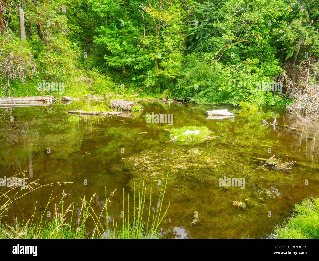 Burfoot High Resolution Stock Photography and Images - Alamy