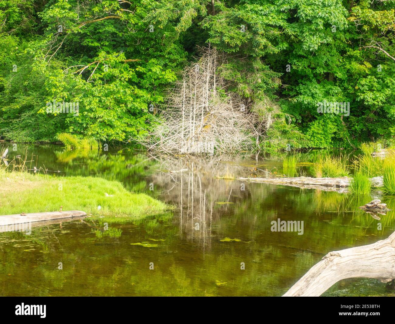 Burfoot Park is a public park located in Thurston County, Washington ...