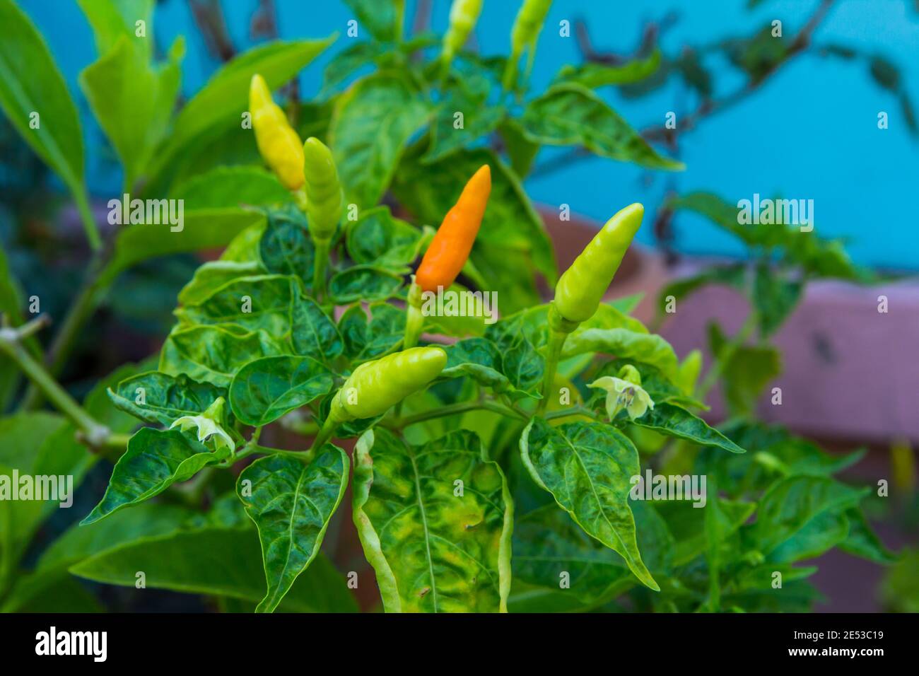 Peppers on a tree hi-res stock photography and images - Alamy