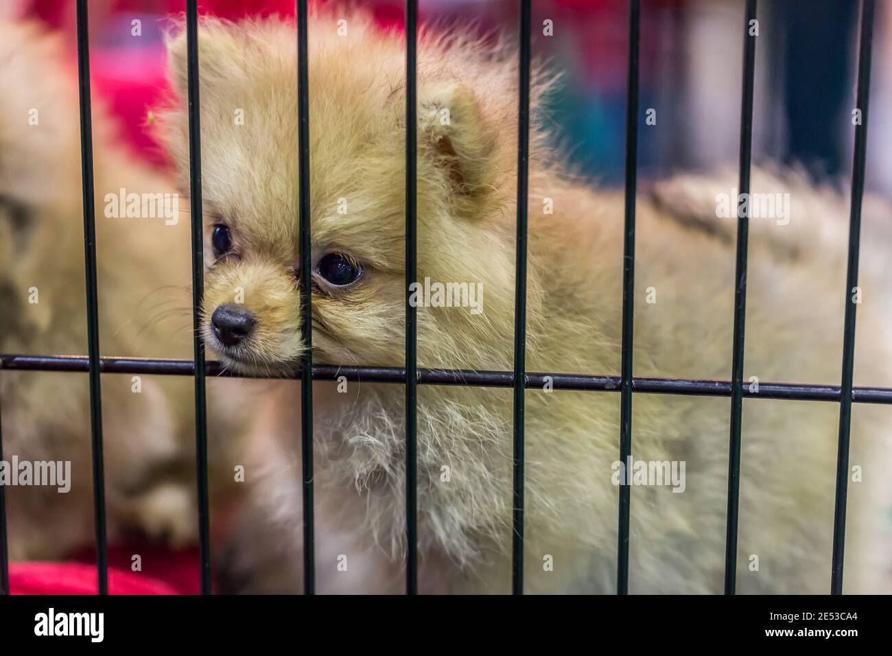 Locked up dogs hi-res stock photography and images - Alamy