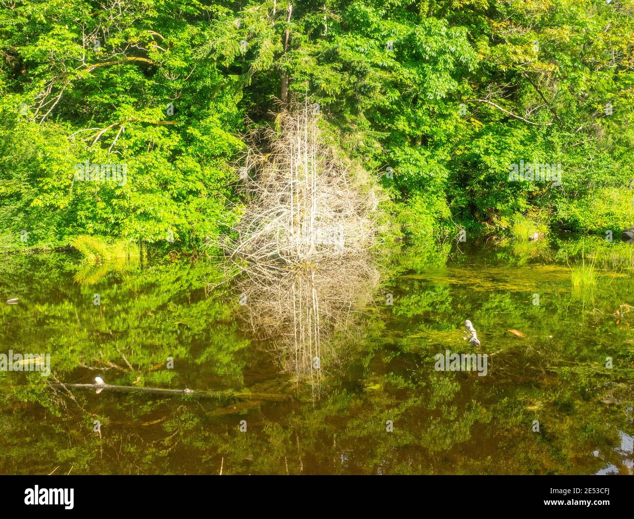Burfoot Park is a public park located in Thurston County, Washington ...