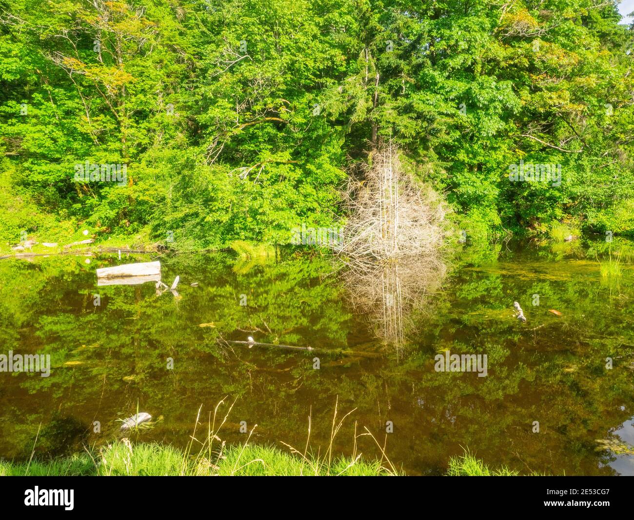 Burfoot High Resolution Stock Photography and Images - Alamy