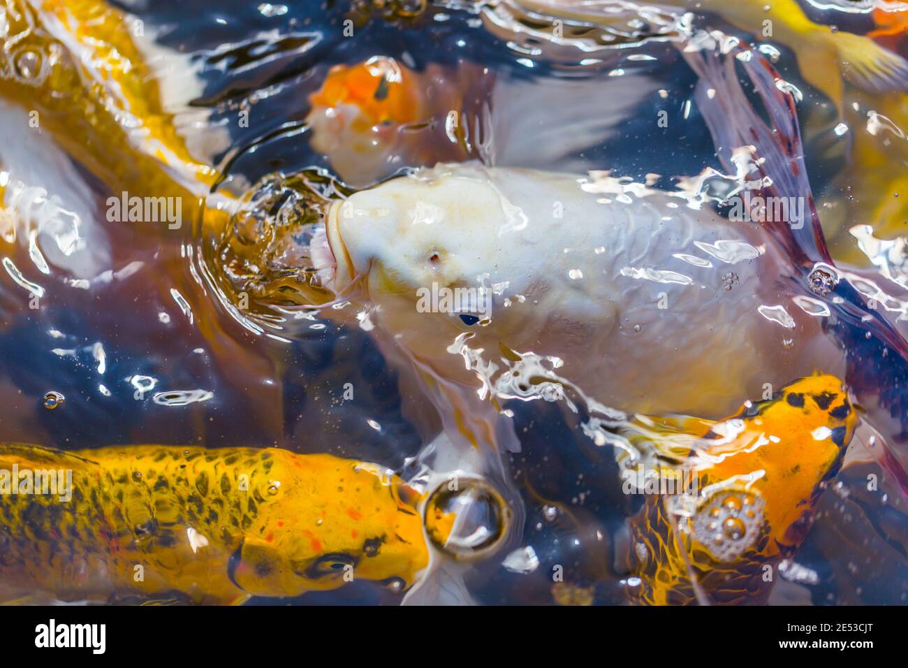 Koi Fish swimming beautiful color variations natural organic Stock ...