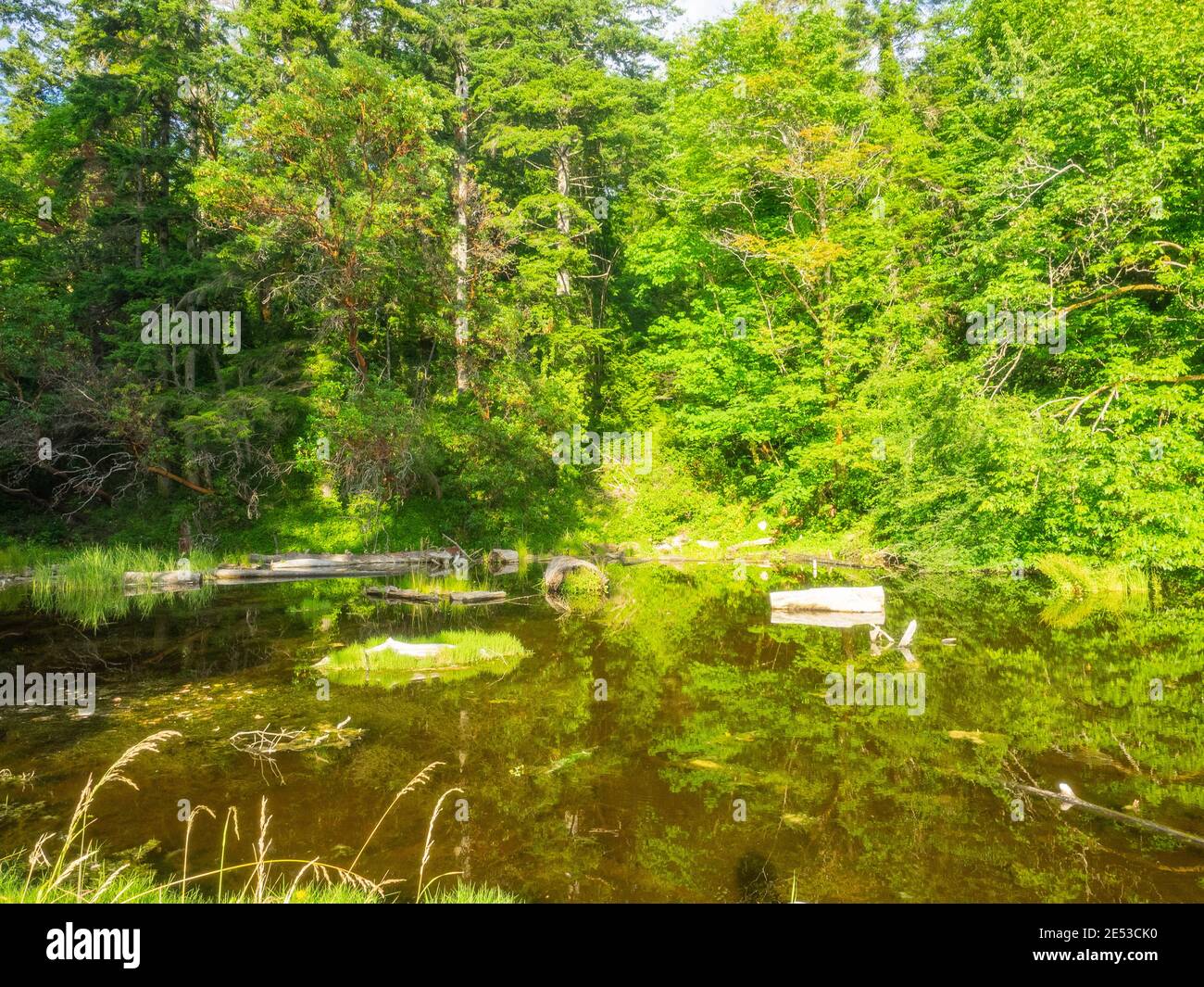 Burfoot hi-res stock photography and images - Alamy