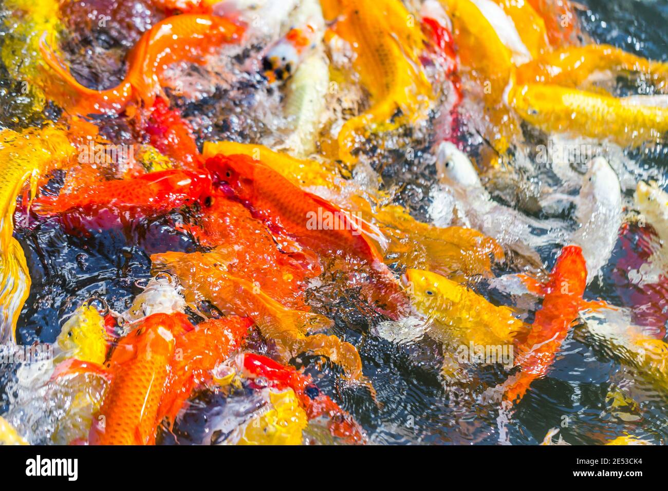 Koi Fish swimming beautiful color variations natural organic Stock ...