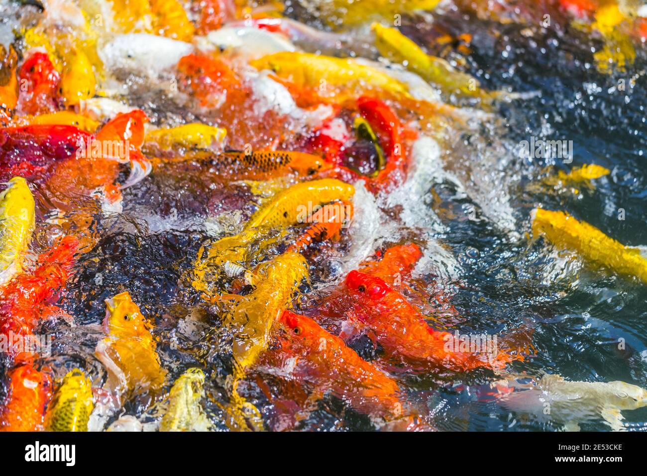 Koi Fish swimming beautiful color variations natural organic Stock ...