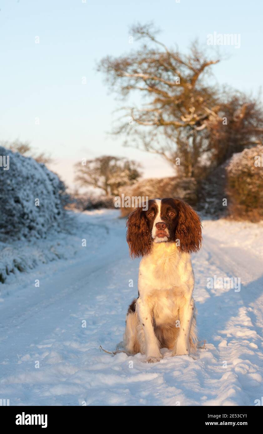 English Springer Spaniel in the Snow in the UK Stock Photo - Alamy