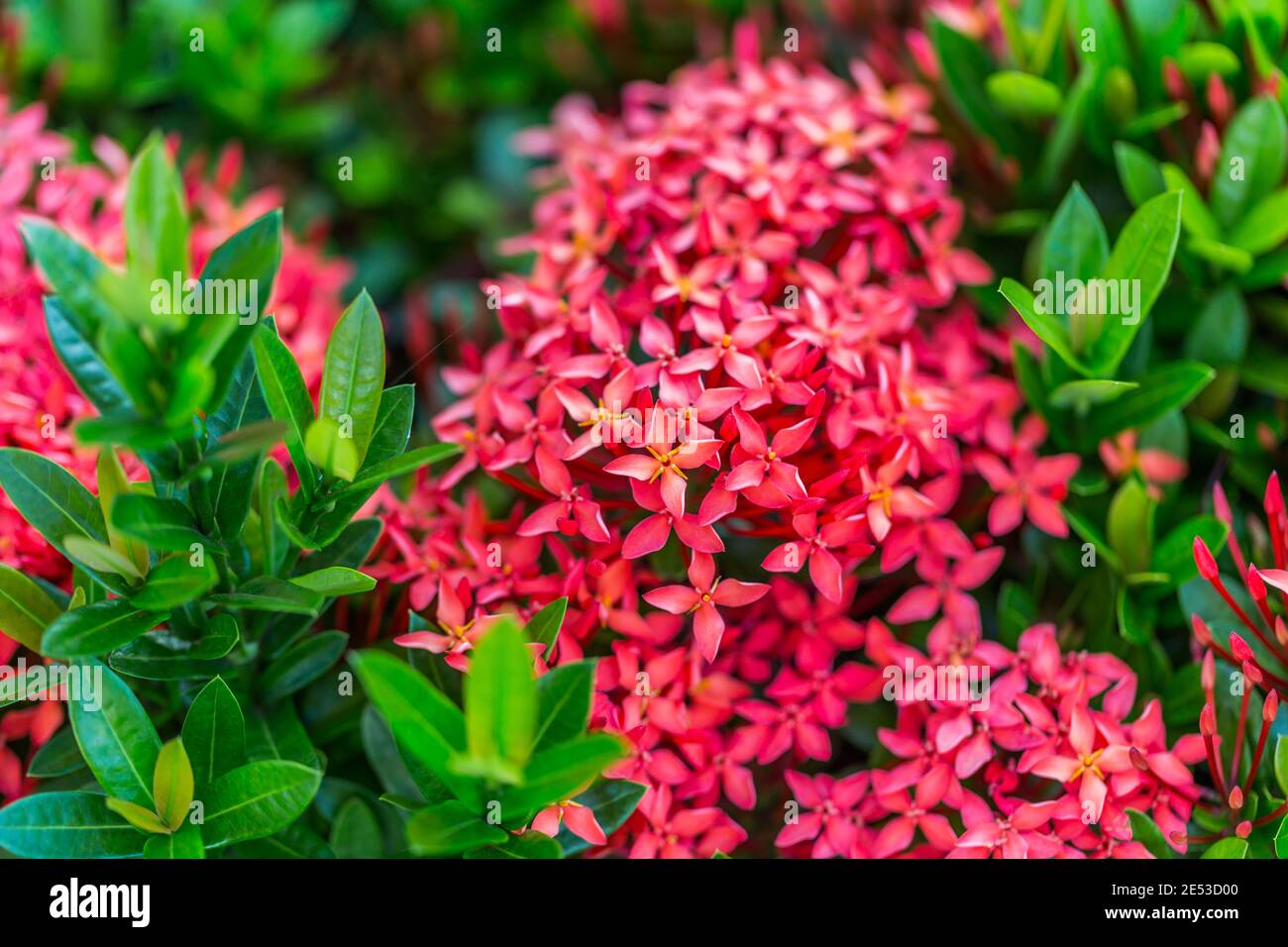 Flagrant flower hi-res stock photography and images - Alamy
