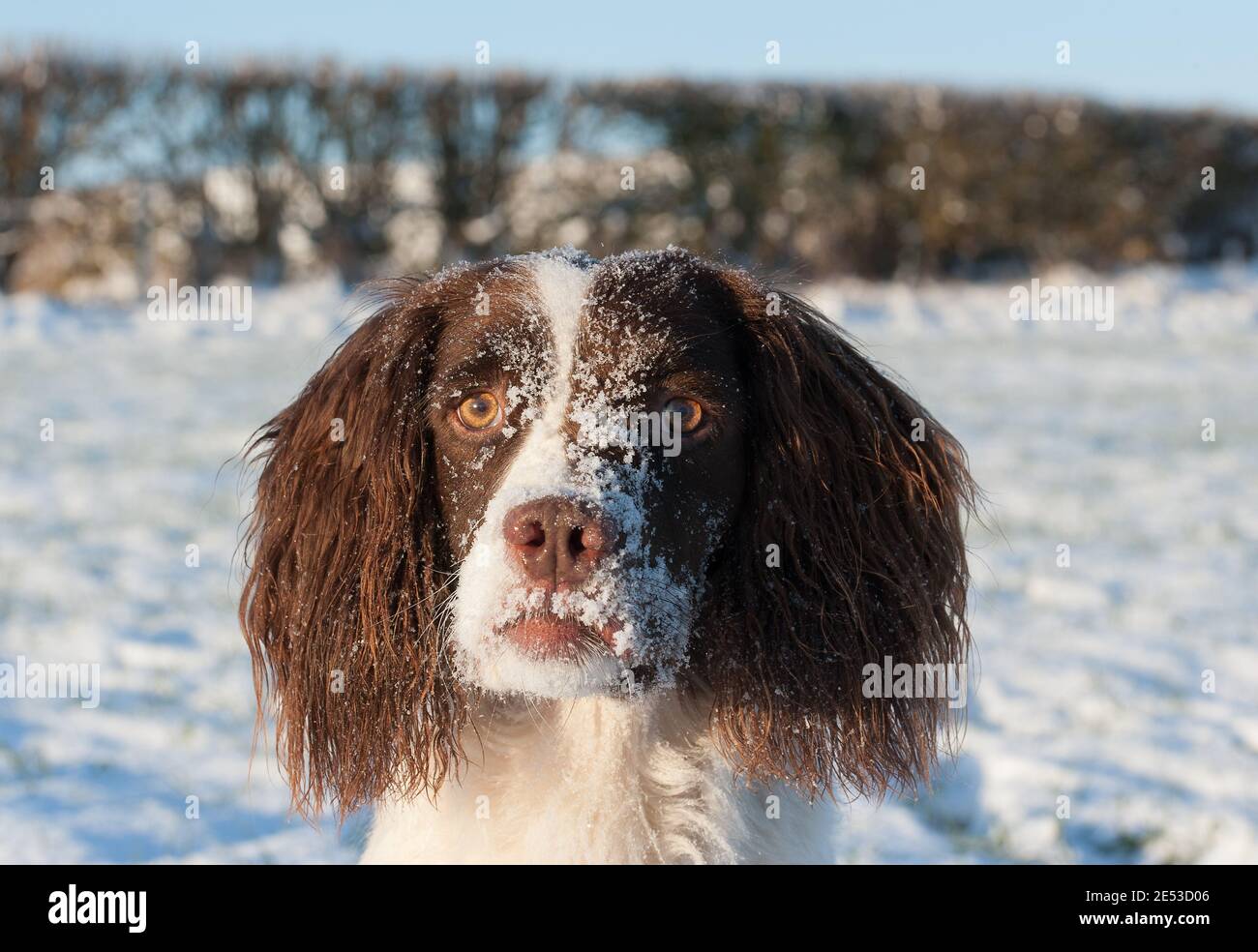 English Springer Spaniel in the Snow in the UK Stock Photo - Alamy