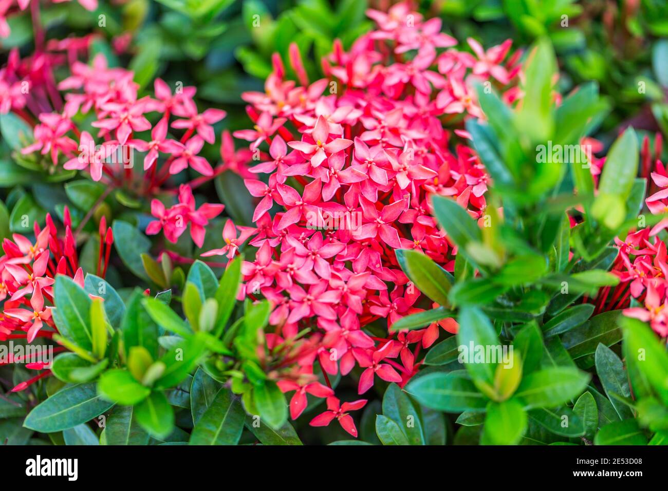 Flagrant flower hi-res stock photography and images - Alamy