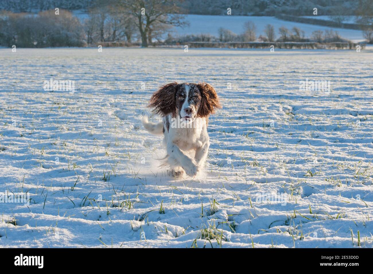 English springer spaniel fall hi-res stock photography and images - Alamy