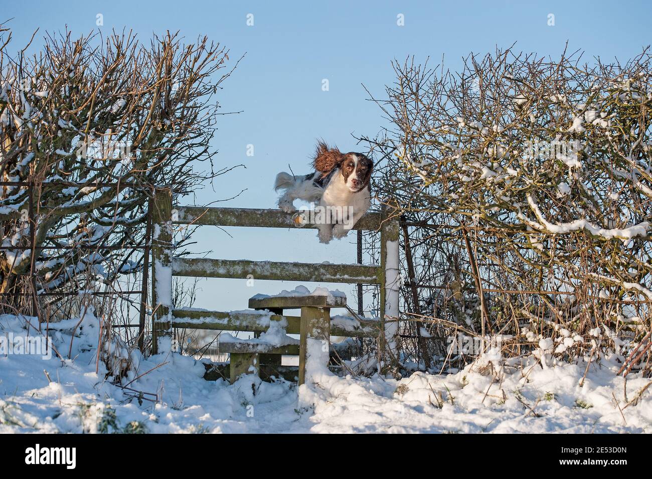 English springer spaniel jumping hi-res stock photography and images ...