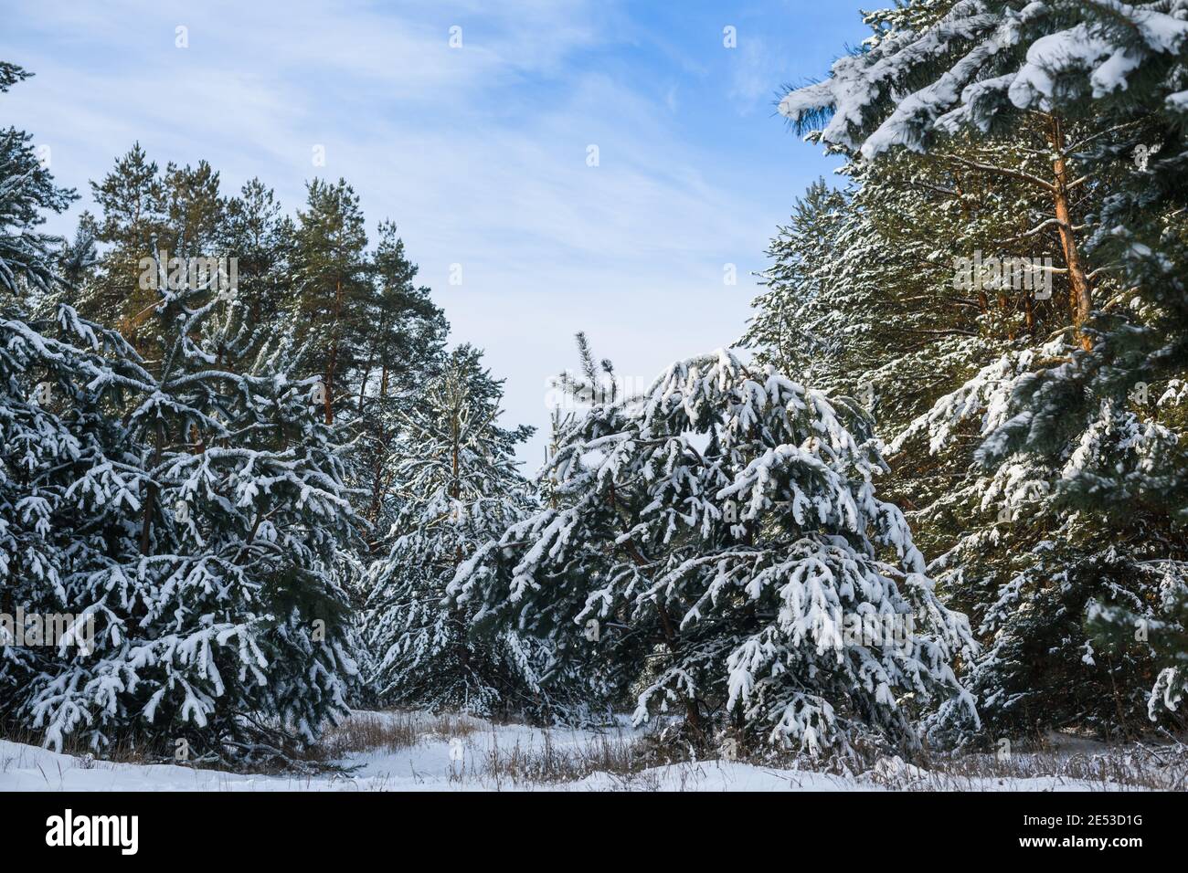 Top heavy christmas tree hi-res stock photography and images - Alamy